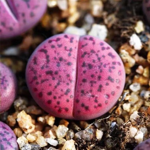 Live Plant-Lithops bromfieldii ‘Embers’ C393A (0.4”)|Living Stones | eBay
