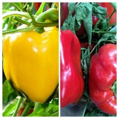 3x Sweet Pepper Asti Red/ Yellow Mix Plug Plants! READY NOW! x3! | eBay UK