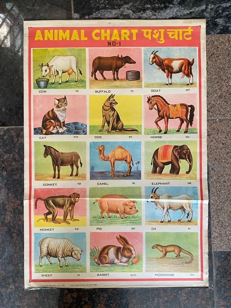 Types Of Animals Chart