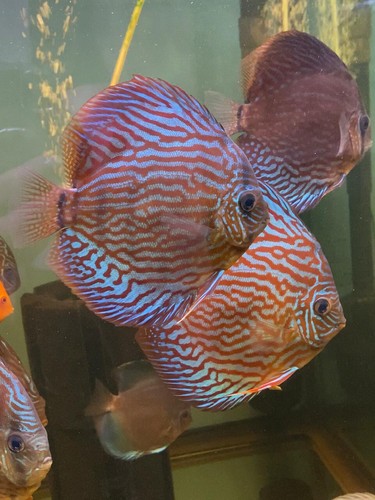 Pack of 2 live Discus fish - Red Turquoise - Size 6"- 6.5". Import ...