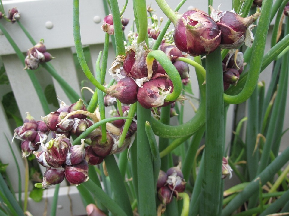 Egyptian Walking Onions Bublets 20 Medium Size Lot Organic Heirloom ...