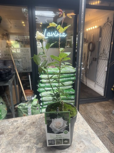 White Potted Garden Rose | Colourful Outdoor Potted Rose 50-60cms tall ...