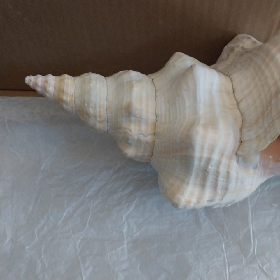 Natural Large Horse Conch Shell Seashell 14.5"L 7.5"W Beach House Decor ...