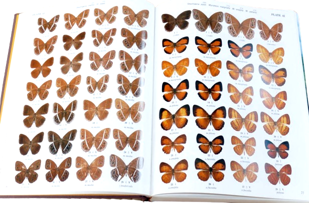 Butterflies of Southeast Asian Islands Illustrated Guide Book Vol. 3 by ...
