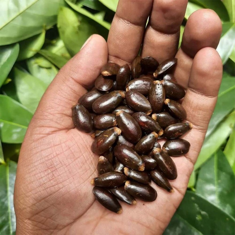 10+ ANNONA MURICATA SEEDS Guanabana,Soursop,Graviola Fruit Seeds | eBay