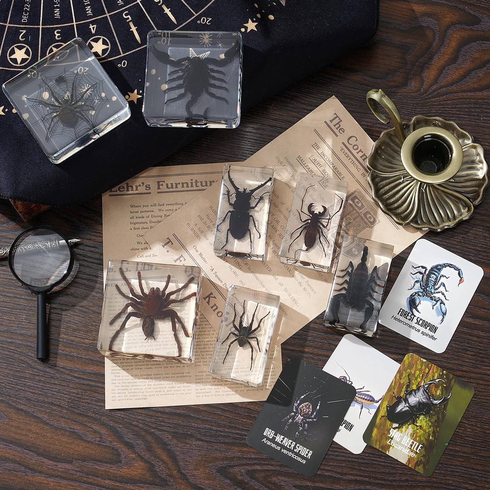 Real Tarantula in Resin – Gothic Spider Specimen for Halloween Decor ...