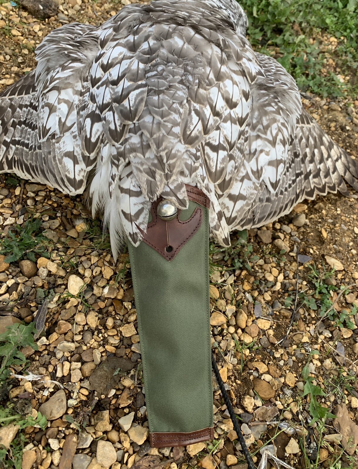 Falconry tail guard with bell slit or clip | eBay