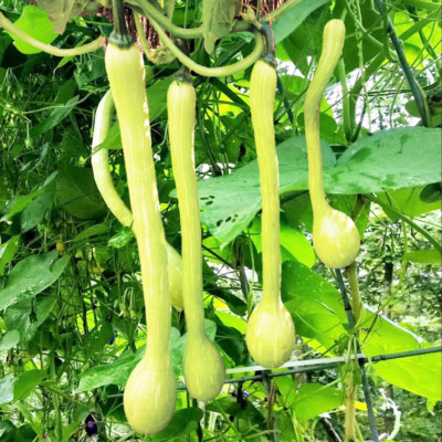 Tromboncino Squash Seeds | Italian Zuchetta Cucuzzi Snake Gourd Bottle ...