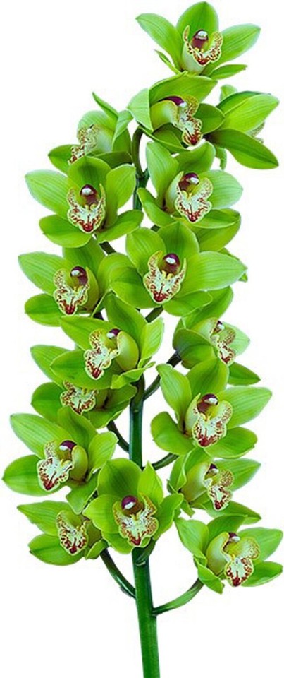 Cymbidium Orchid - Greenshot - In A 120mm Pot | eBay Australia