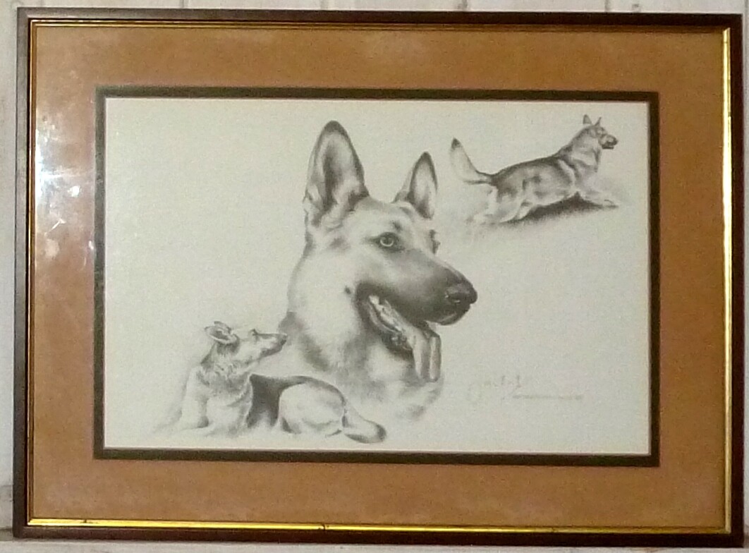 Alsatian/ German Shepherd Dog matted framed print of pencil drawing by ...