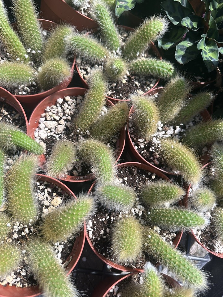 Monkey Tail Cactus Hildewintera colademononis Succulent Plant In 4” Pot ...