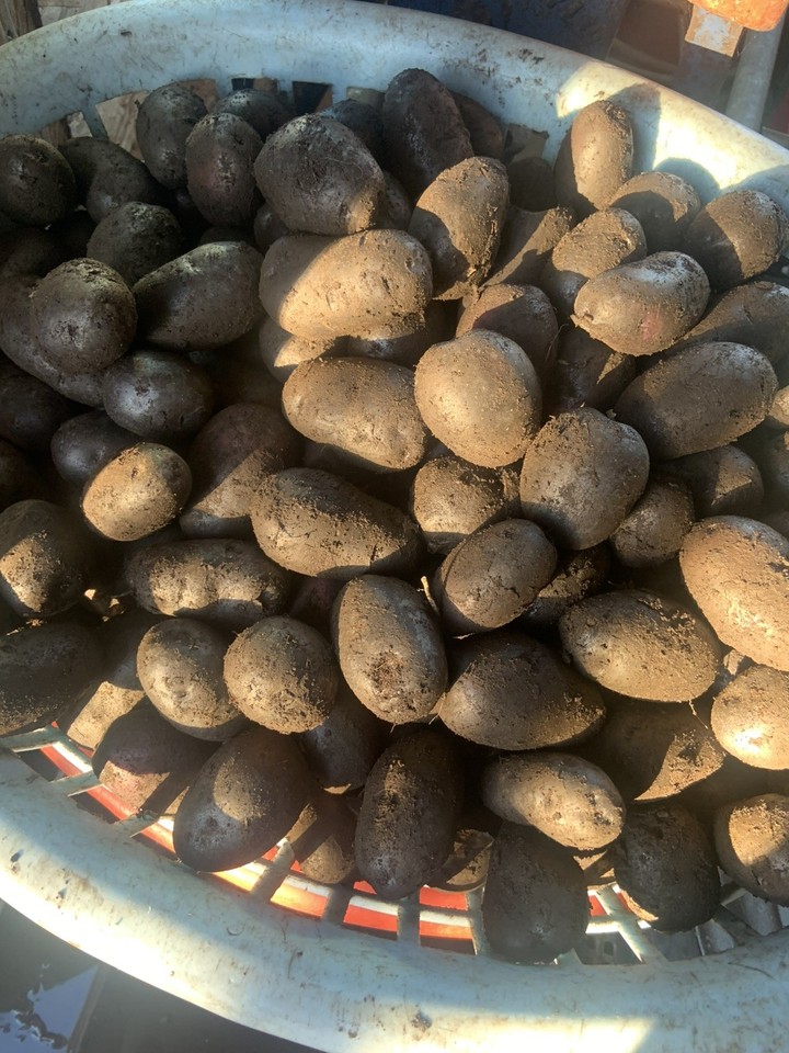 VITANOIRE Seed Potatoes - Blue/purple Potatoes, Ready to Plant 12 ...