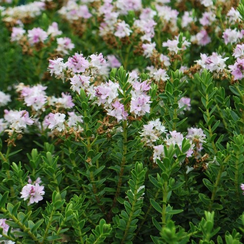 Hebe Wiri Cloud Compact Small Green Leaf Pink Flowering Plant 9cm & 17cm Pot | eBay