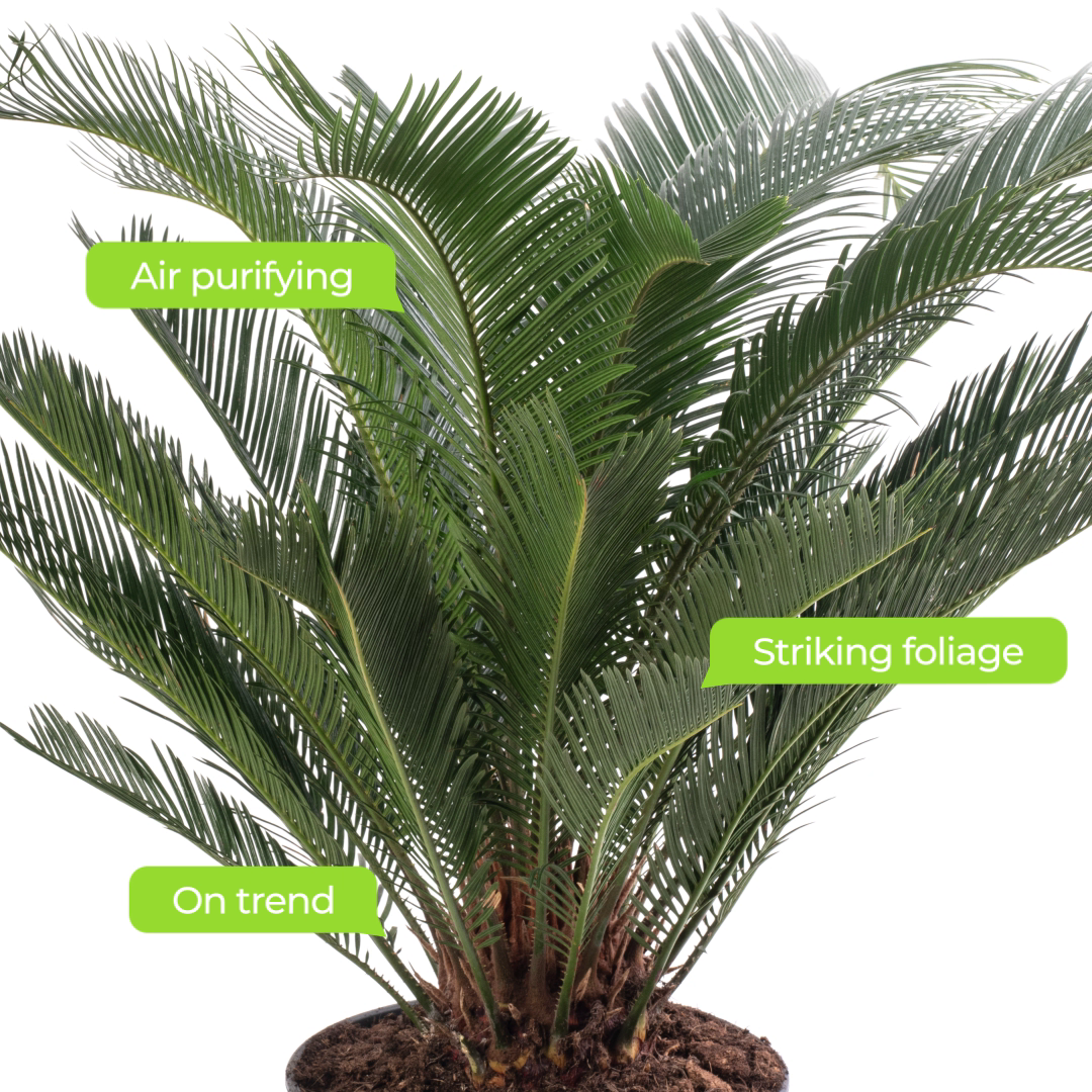 Sago Palm Large Indoor House Plant Real Evergreen Tall Big Exotic Rare ...