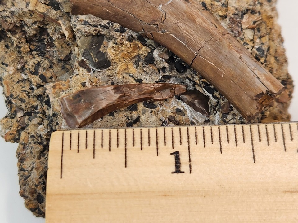 Theropod Bone, Tyrannosaur Tooth, Gar Scale Fossils - Aguja Fm ...