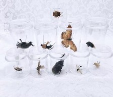 35 Dead Bugs Entomology Class Insect Bug Collection Identified USA ...