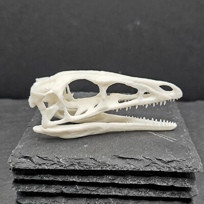 Compy compsognathus skull Life size 3d print | white PLA+ | fake ...