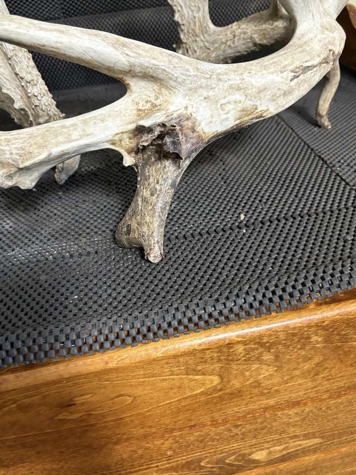 Giant 271” + Whitetail Deer Sheds 31 Point Antler Horns Mount Taxidermy ...