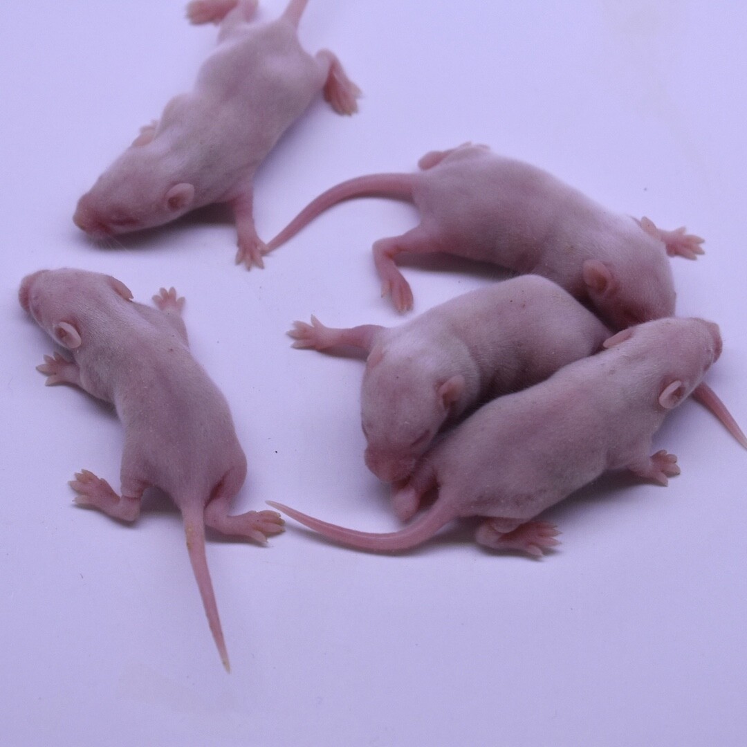 Fuzzy Mice Frozen Rodents For Local Pickup
