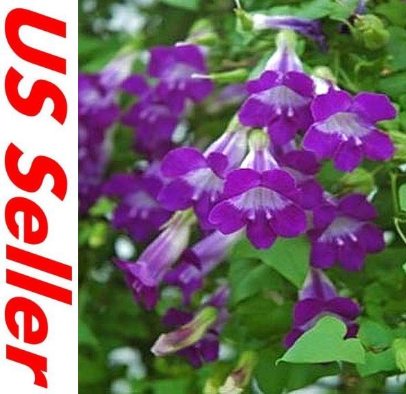 Asarina Seeds Climbing Snapdragons Flowering Vine Seeds Climbing