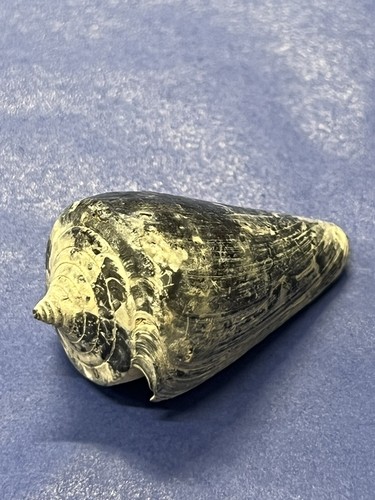 RARE Fossilized CONE Shell From Central Florida Pliocene Era. | eBay