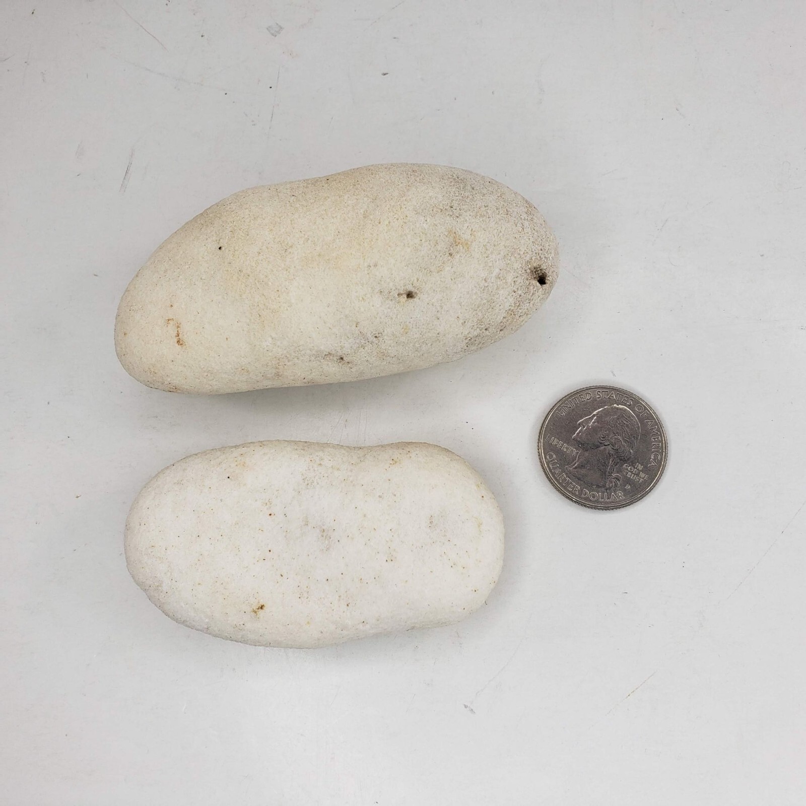 Round Oblong Fossil Shell Puffy Vintage Natural Set of 2 | eBay