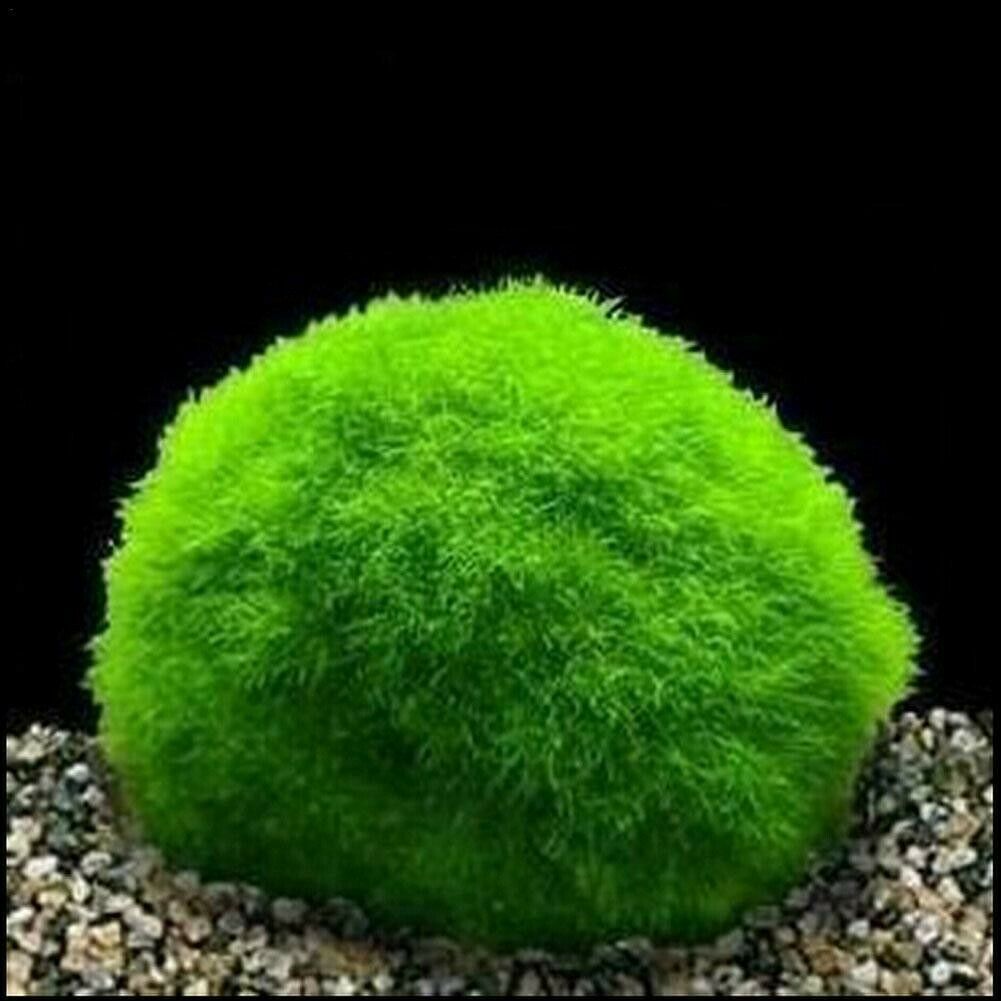 2pcs Green Giant Marimo Ball Cladophora Live Aquarium Plant Fish ...