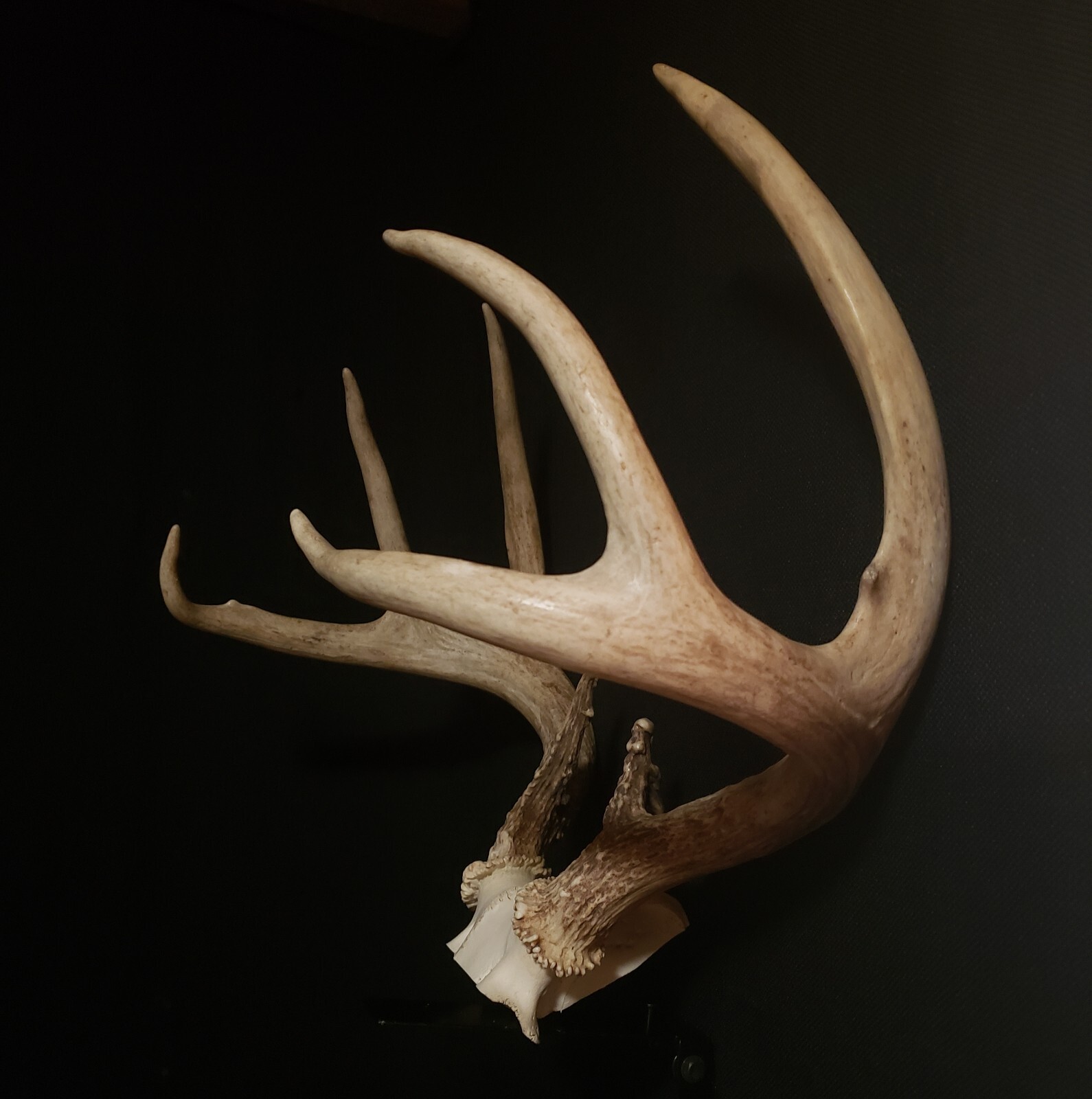 130" Whitetail Deer 8 Point Buck Antler Taxidermy Horns Shed Cabin ...