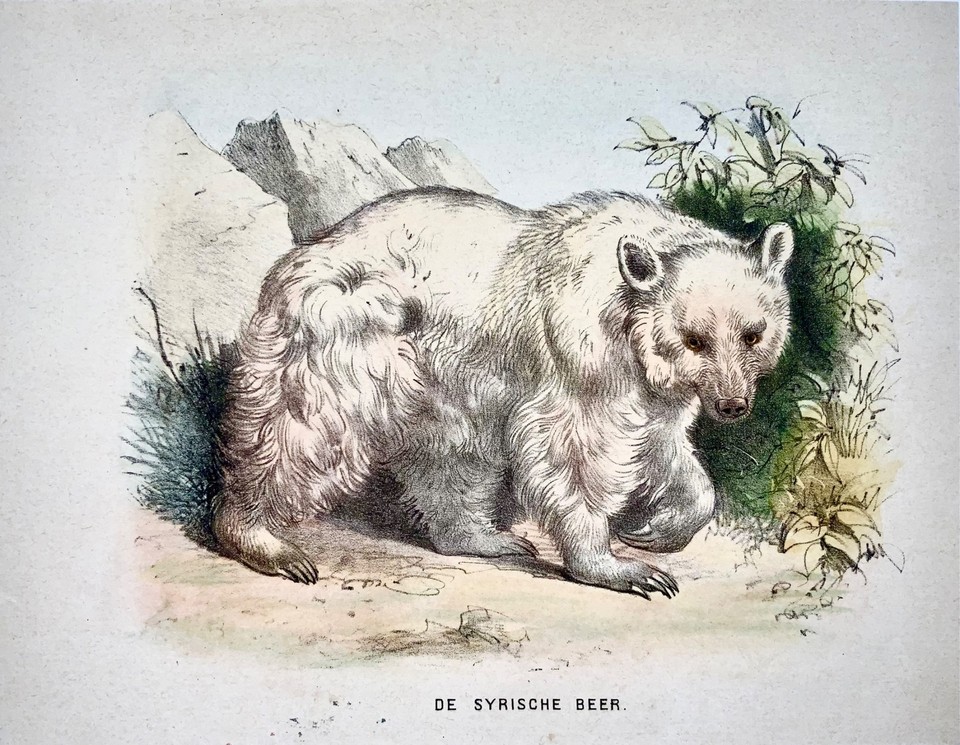 1864 Bear, hand colored stone lithograph | eBay