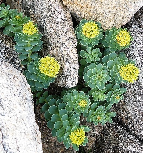 25 ROSEROOT STONECROP goldene Rose Wurzel Sedum Rhodiola Rosea gelbe ...