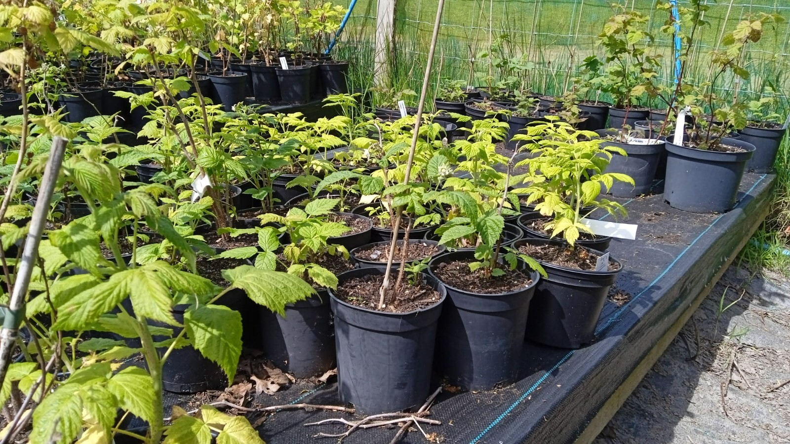 Raspberry Plants - Autumn Bliss/Fall Gold/Zeva/Polka 2ltr Pot- Grown in ...