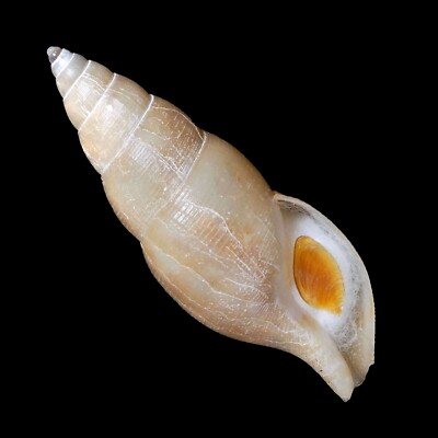 Buccinoidea-0326 Kanamarua adonis RARE AGED FROM KUSHIMOTO WAKAYAMA JAPAN | eBay