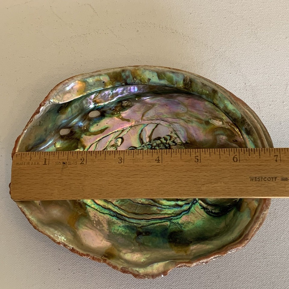 Large Red Abalone Shell Haliotis Rufescens Iridescent Pearlescent ...