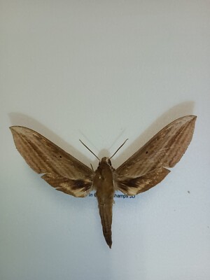 Entomologie Sphingidae Cechetra Minor Femelle Mounted Laos | eBay UK