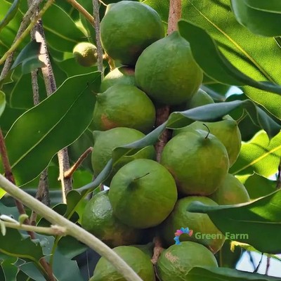 10 Seeds Macadamia Queensland Bush Maroochi Bauple Nut Evergreen ...