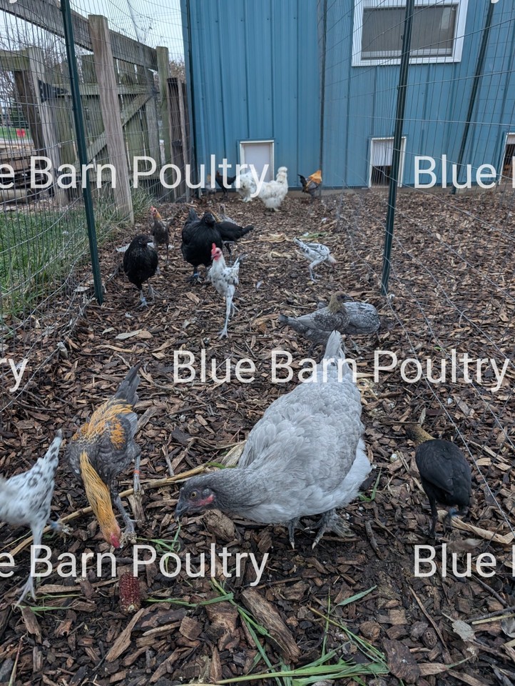 6 Modern Game Bantam Lemon Blue/Brown Red/ Sport Show Quality Hatching ...