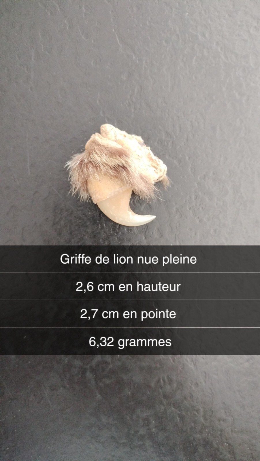 griffe de lion, broche tigre, bijoux, or, pendentif, | eBay