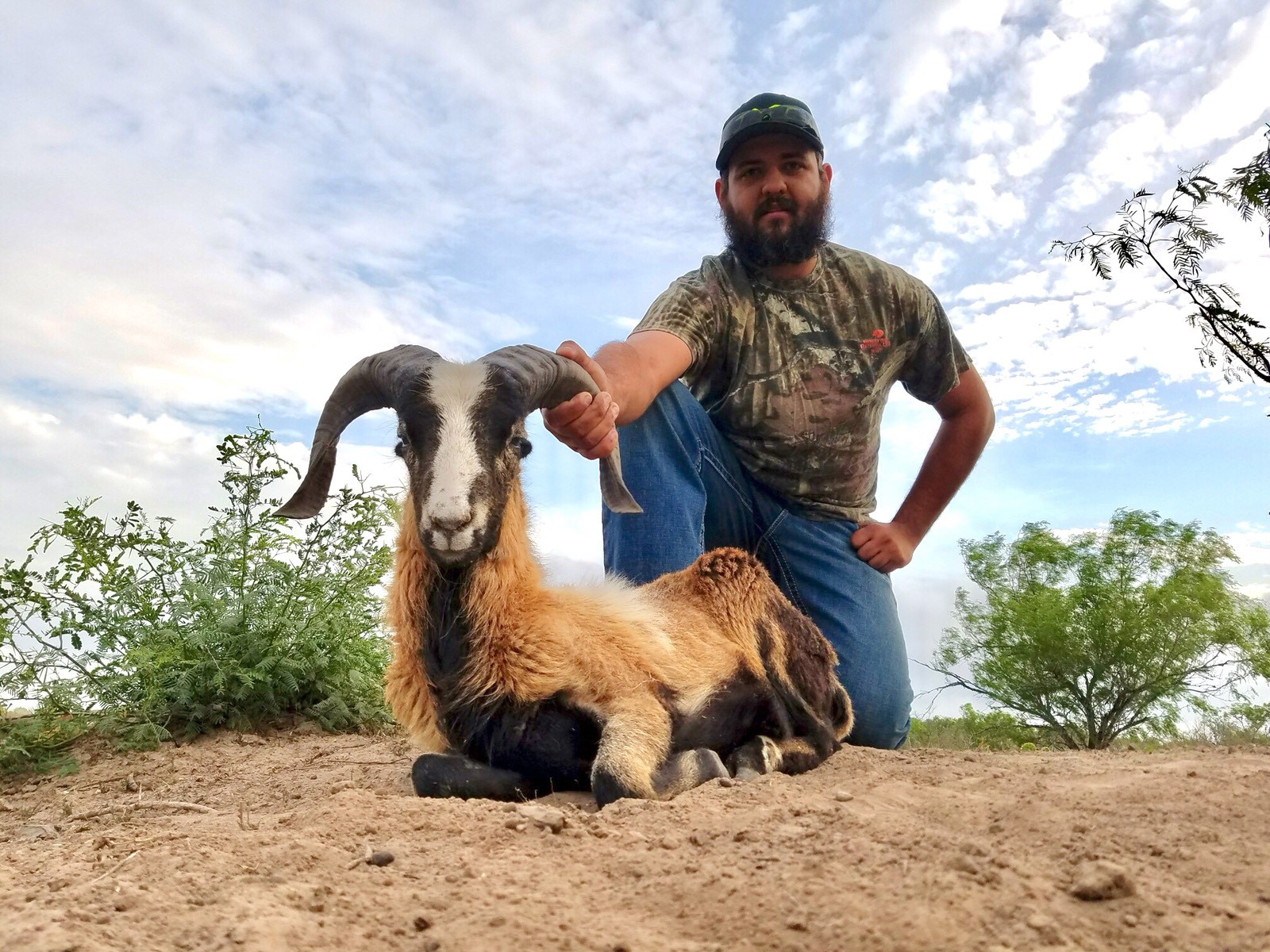 Super Discount Exotic Ram Hunt / Deer Hunting Hog Texas / 2 Nights ...