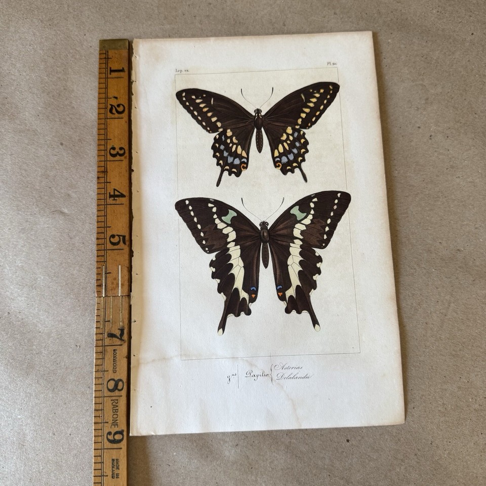 Antique Papilio Butterfly Print Lepidopteres Pierre Lucas French ...