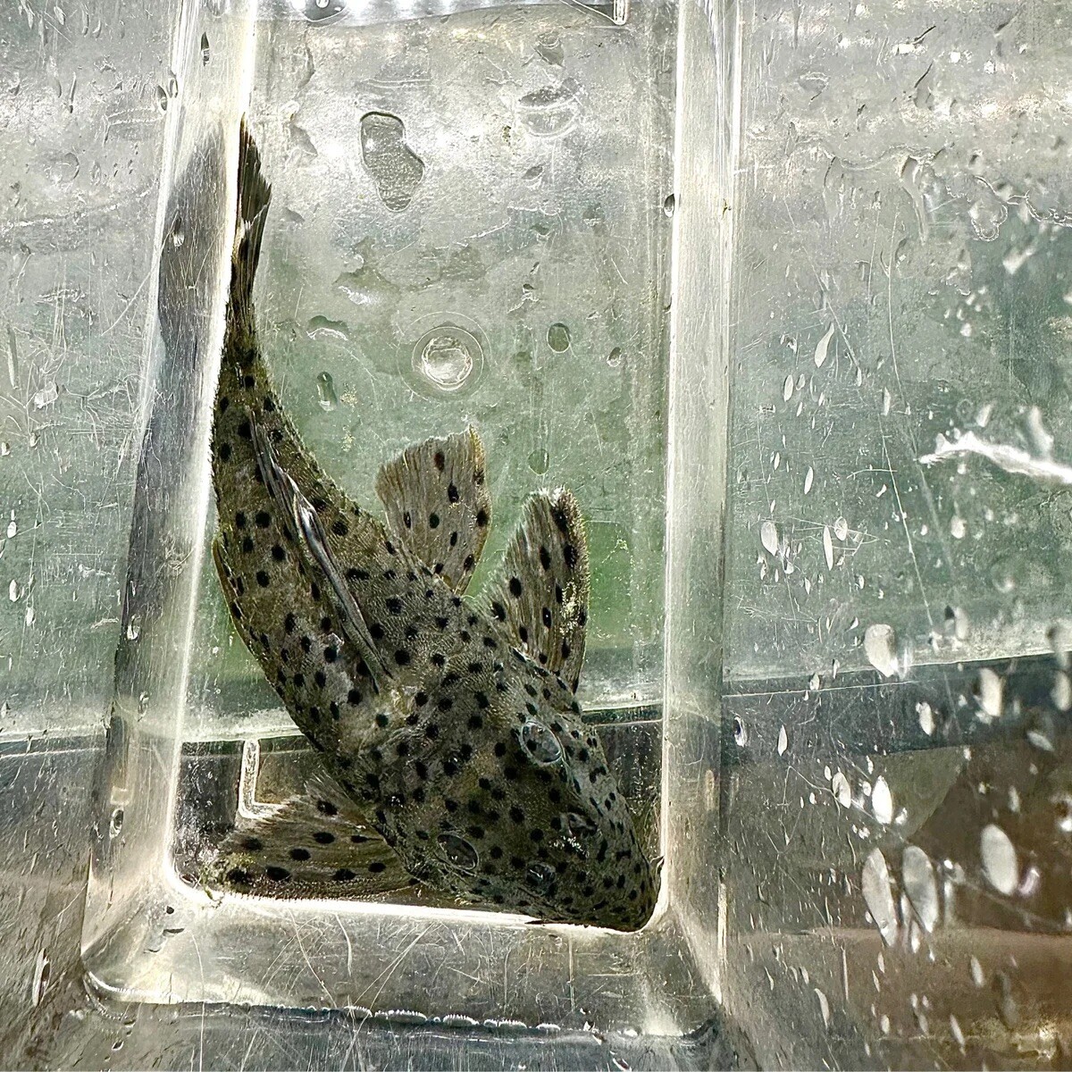 L264 Sultan Pleco 6” Live Tropical Fish | eBay