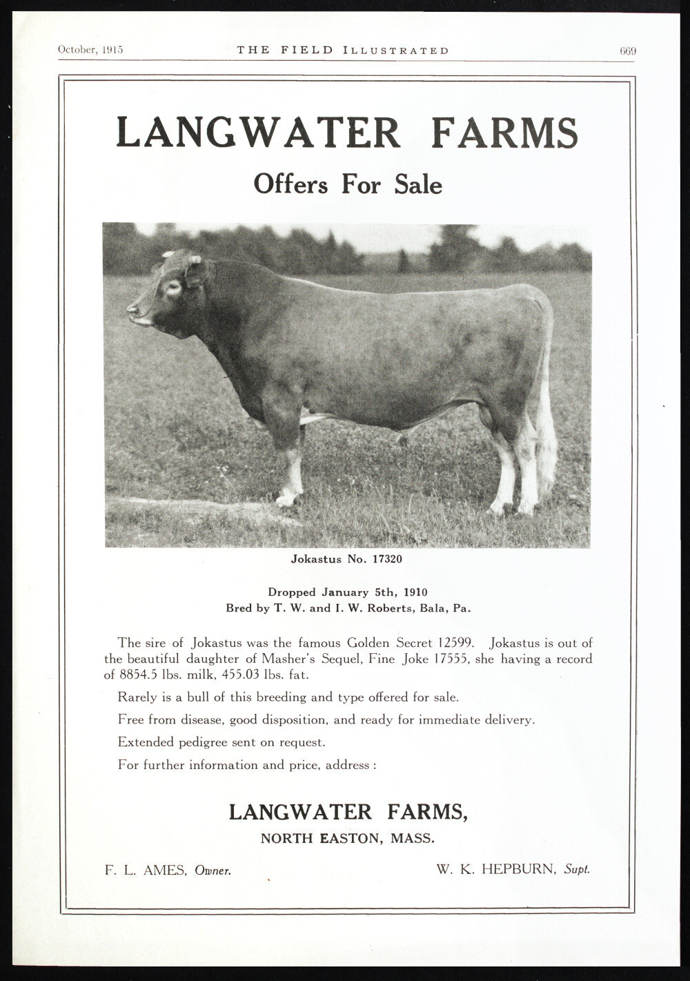 1915 Langwater Farms Mass. Bull Cow for Sale "Jokastus" Antique Vtg ...