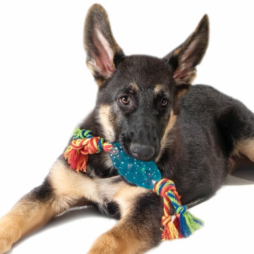 THE DOG BREED SHOP.COM domain for sale. - Hometowns Realty