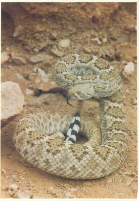 Vintage Postcard: Diamond-Back Rattlesnake, Paul Berquist, Manley Photo ...