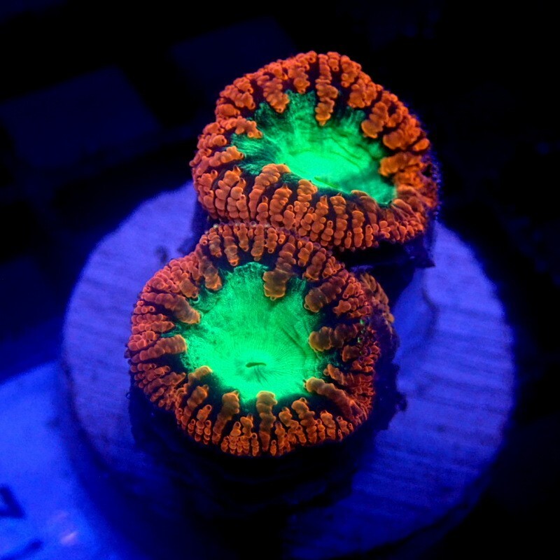 Red & Green Blastomussa Coral Frag WYSIWYG - Indigo Corals - IC 3129 ...