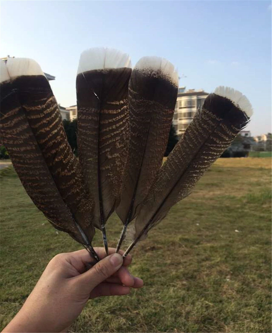 Turkey Tail Feather