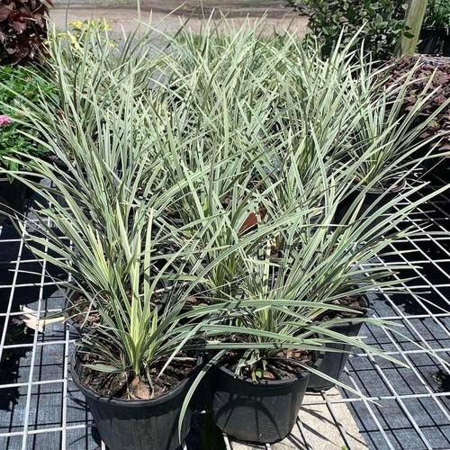 1 Gal. Aztec Variegated Lilyturf Liriope Grass Plant (3-Pack ...