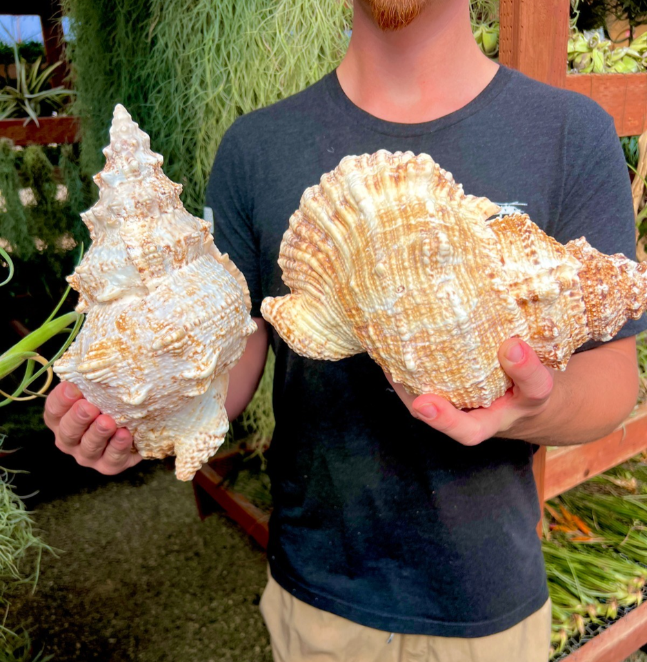 Large Natural Frog Shell Conch Large Seashell Rare Real Beach Home Deco ...