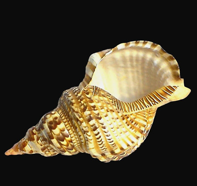 Giant Rare Triton Trumpet Charonia Tritonis Specimen Shell | eBay
