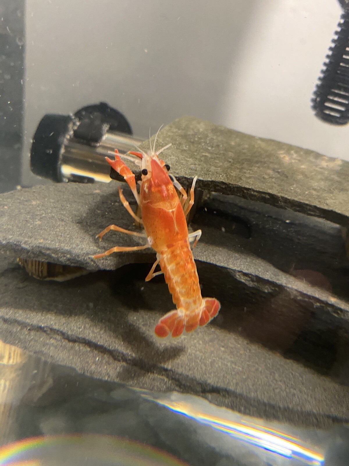 Live Fireball/Orange Ghost Freshwater Crayfish (Procambarus Clarkii) | eBay