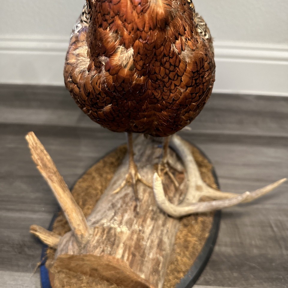 Pheasant Ring Neck Taxidermy Table / Shelf Display Mount | eBay